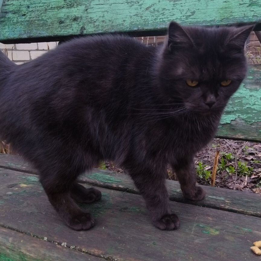 Кошка крысолов