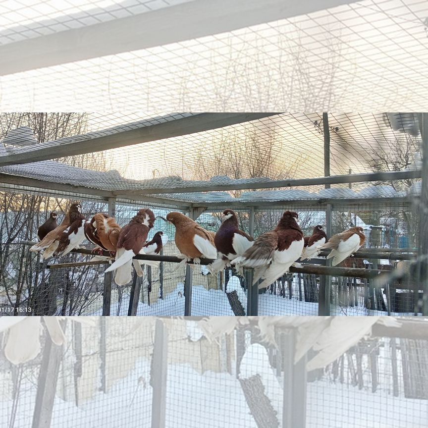 Голуби ленточные красные и жёлтые