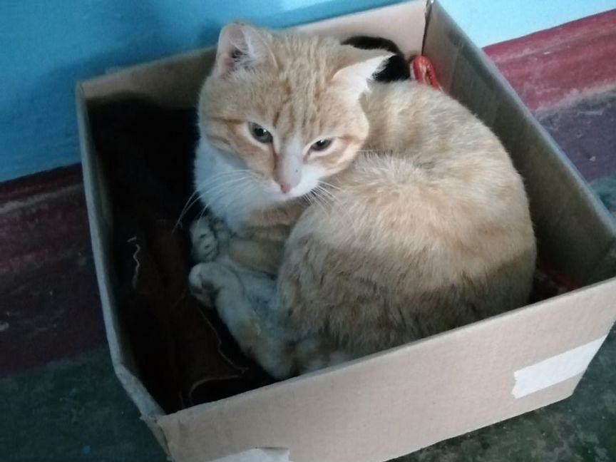 Кот отдам бесплатно сломали хвост живодеры