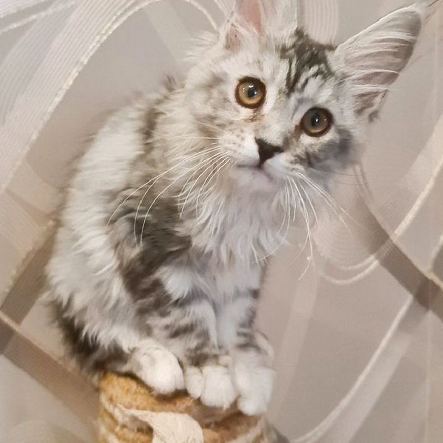 Кошечка Расторопша к 8 марта