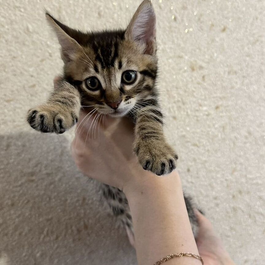 Бенгальские котята