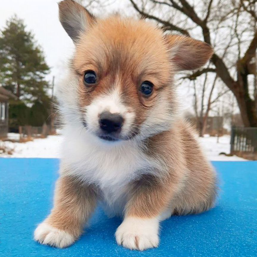 Вельш-корги пемброк