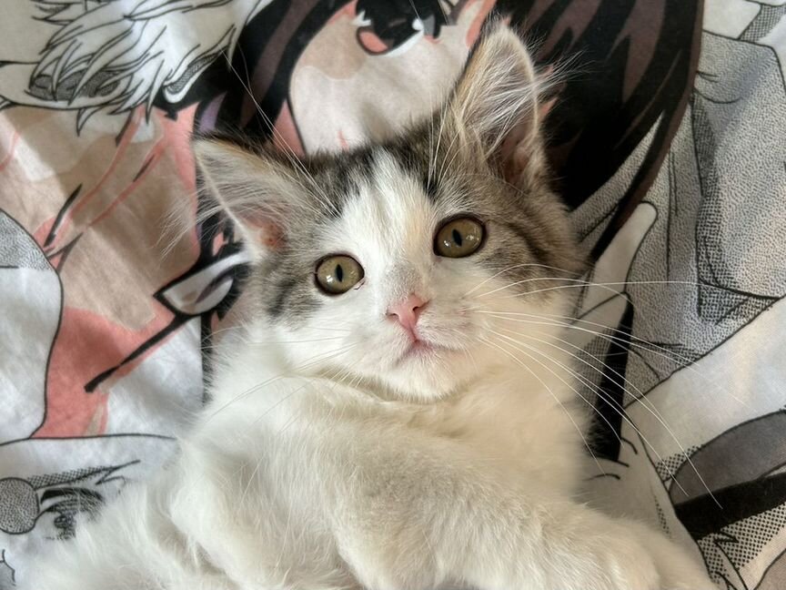Кошечка с сердечком