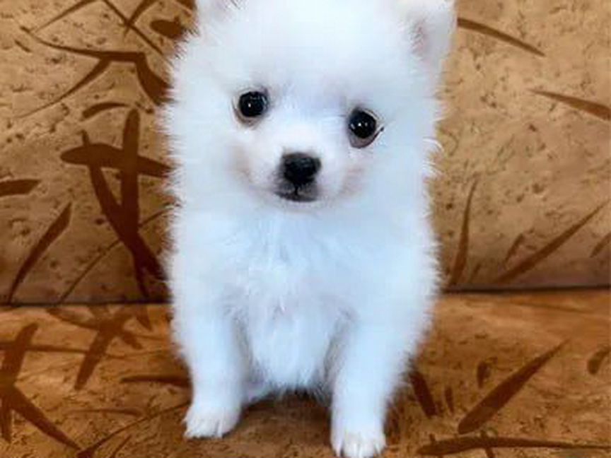 Щеночек шпиц малый