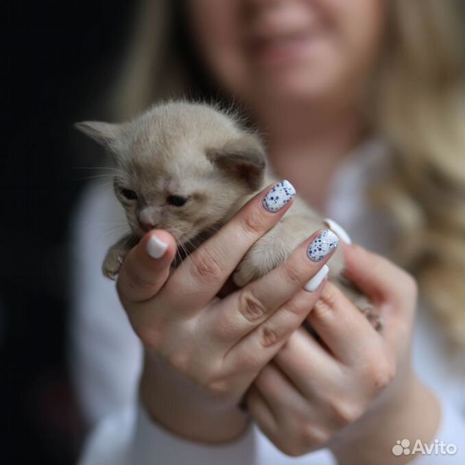 Бурманские клубные котята
