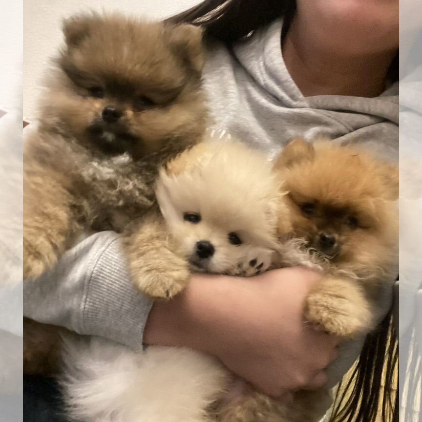 Померанский шпиц, щенок