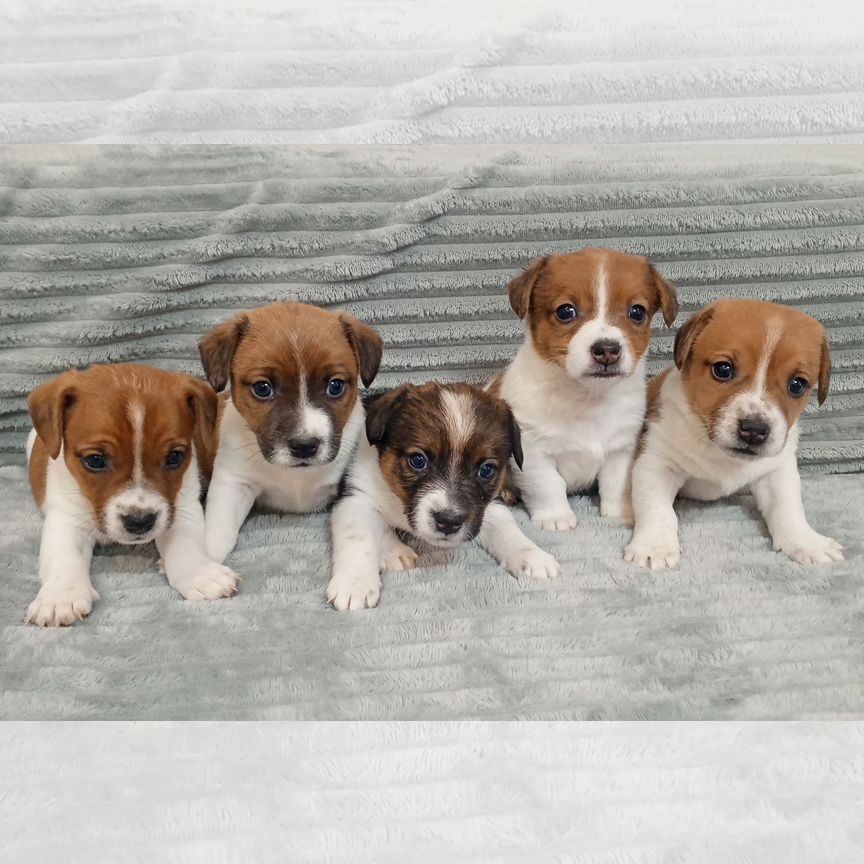 Джек рассел терьер