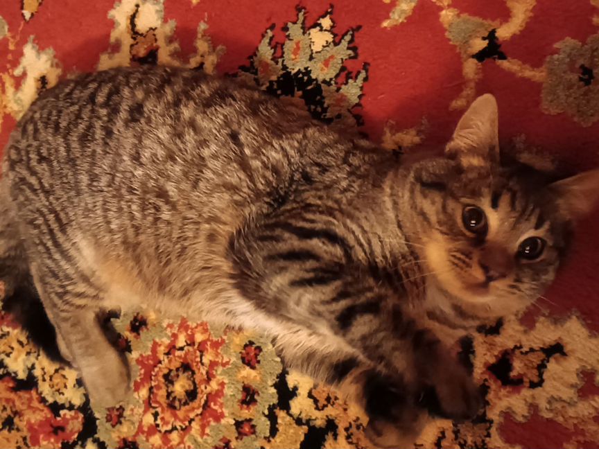 Котики бесплатно в добрые руки