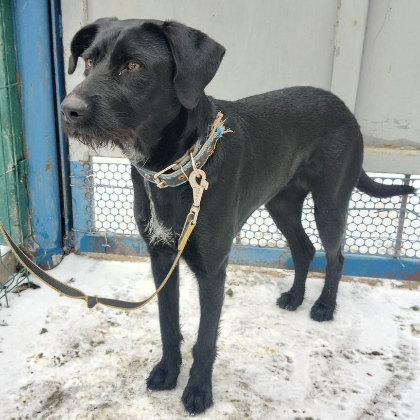 Ищет старых или новых хозяев