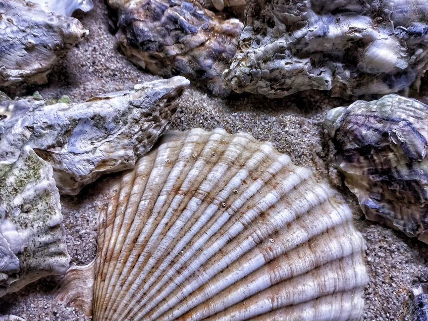 Ракушки. Декор. Ракушки для аквариума