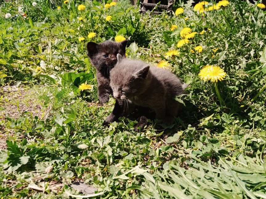 Котенок в добрые руки