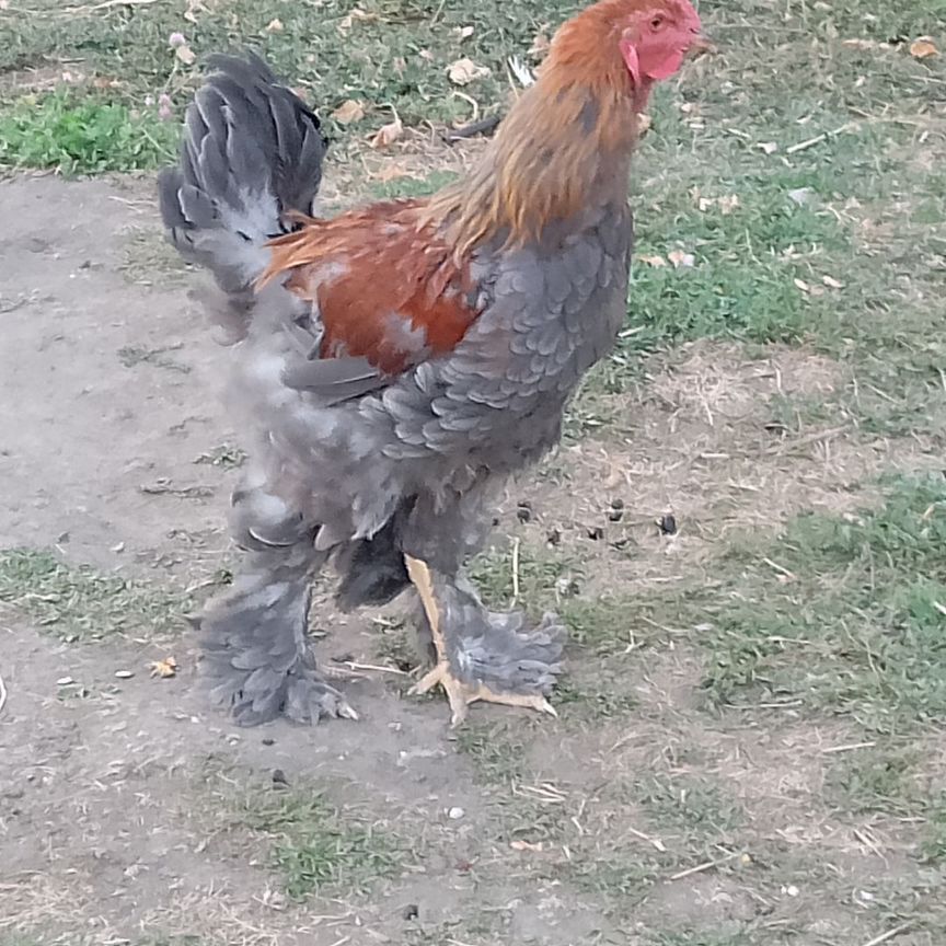 Молодые петушки брамма