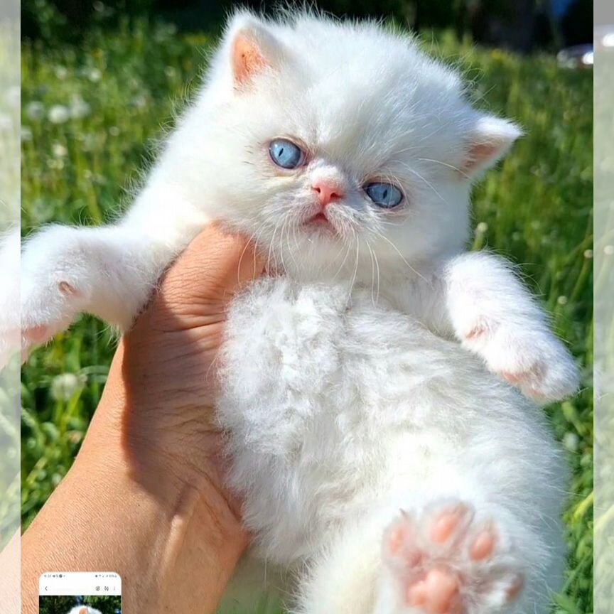 Голубоглазый блондин