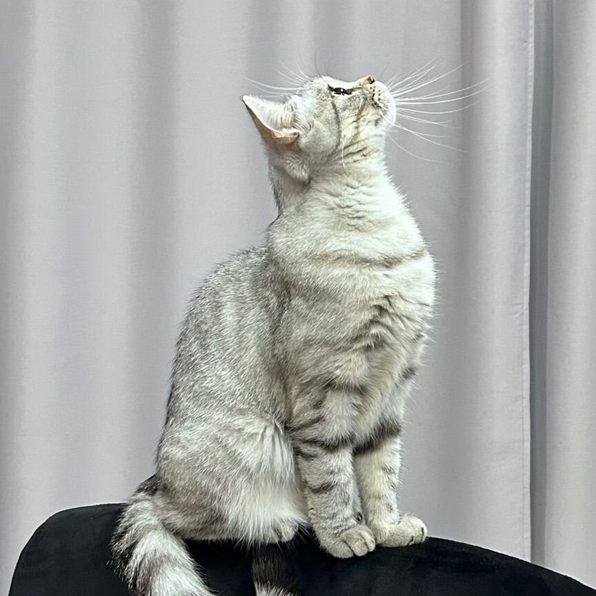 Шотландская прямоухая кошка