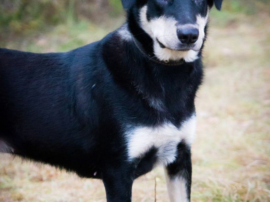 Собака Майка стерилизованная, очень нужен дом