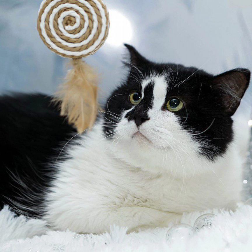 Кот Цезарь (бесплатно)