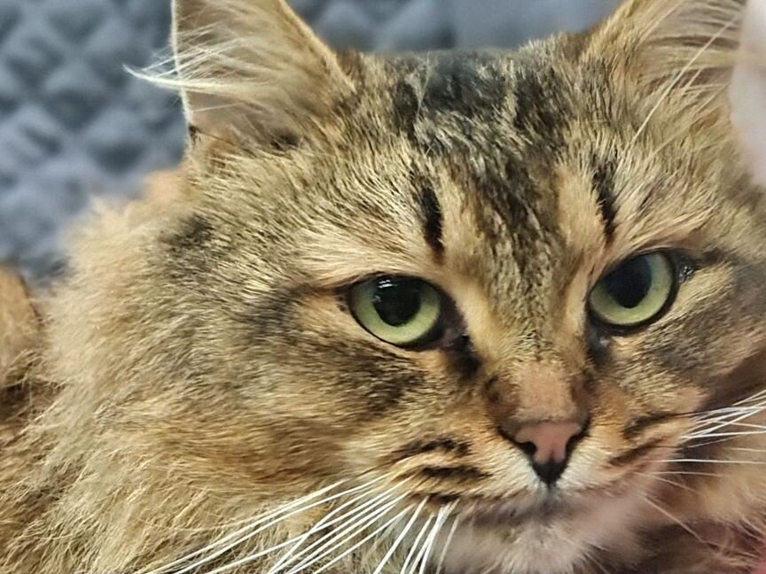 Сибирский котик ищет уютный тёплый дом