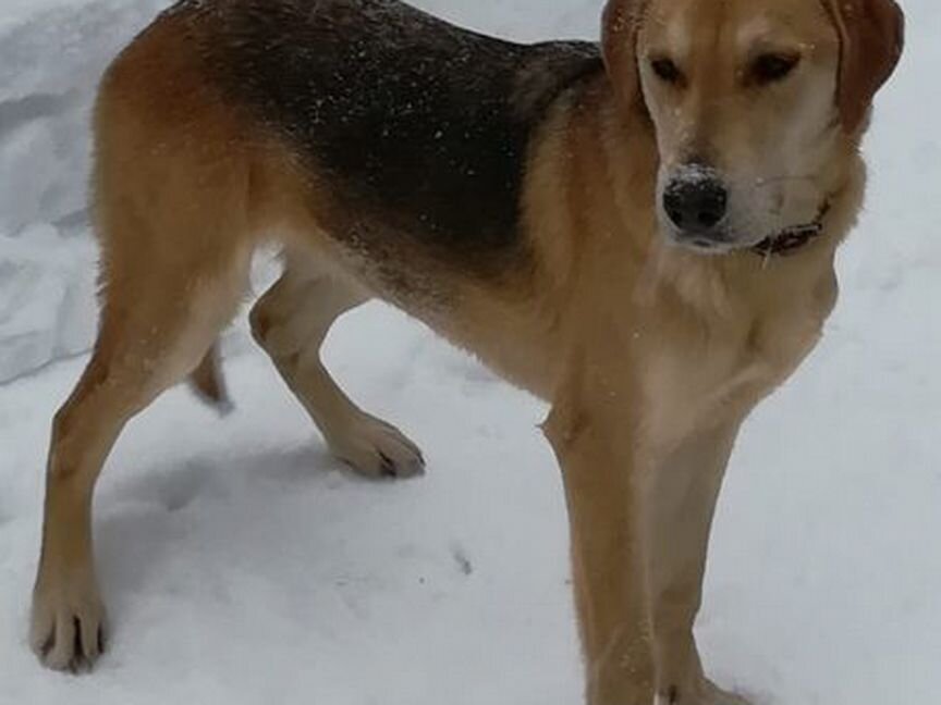 Русская гончая