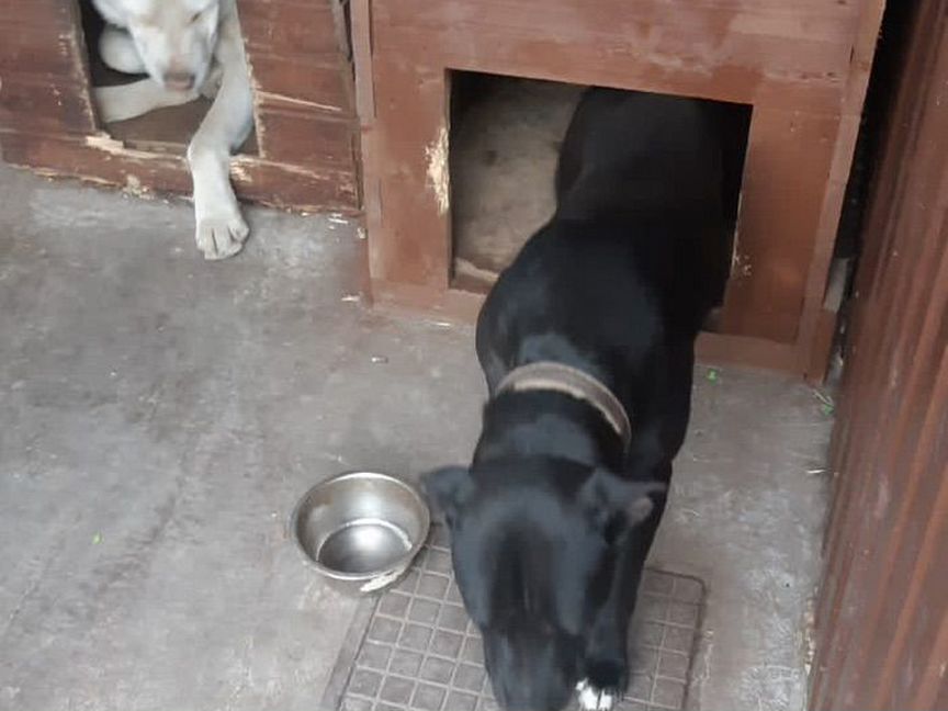 Отдам стафа