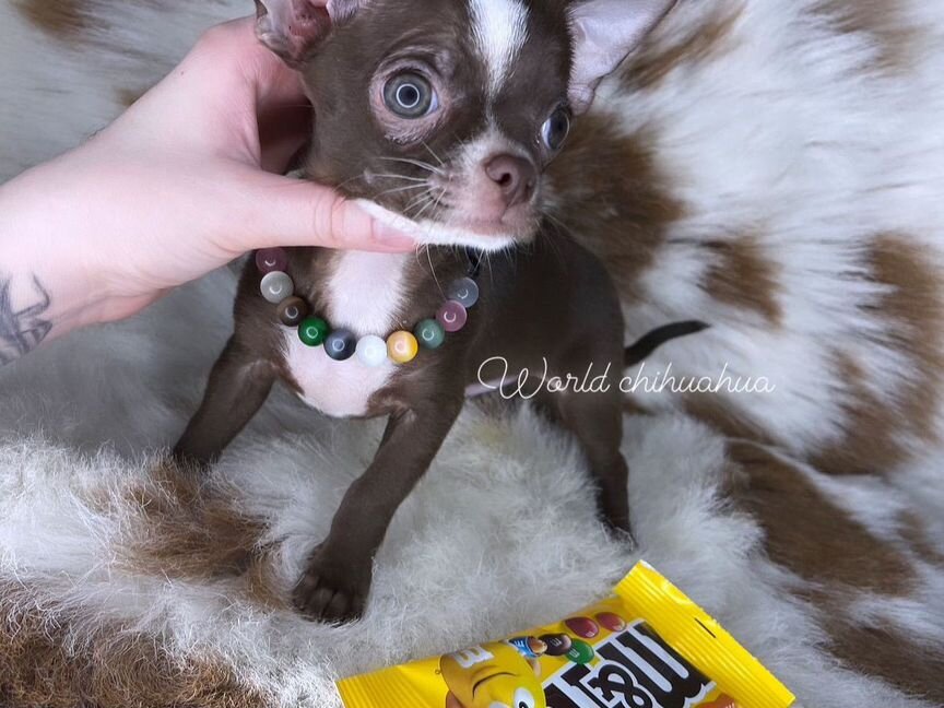 Luxury super Мини мальчишка РКФ