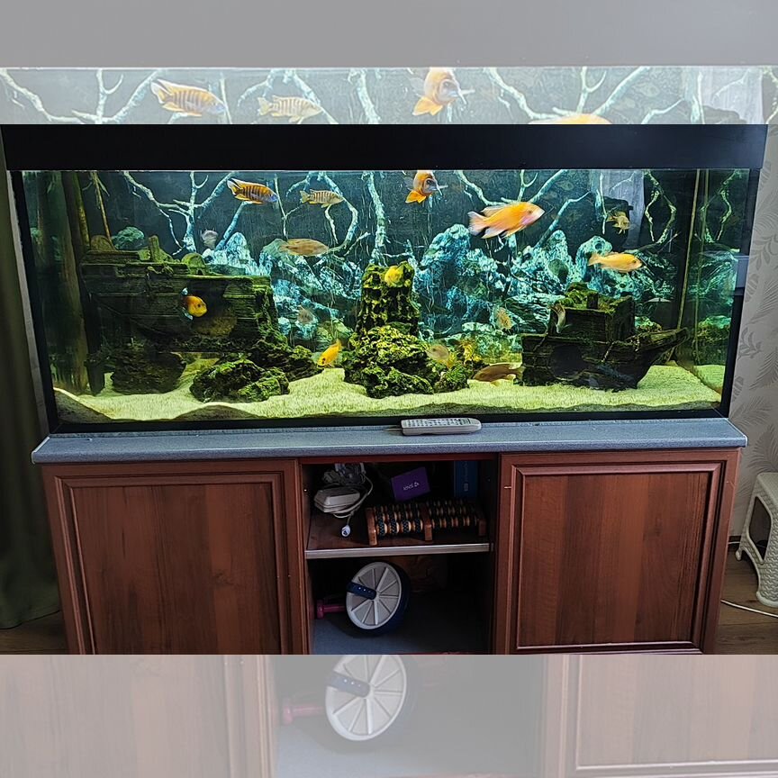 Аквариум со всем содержимым