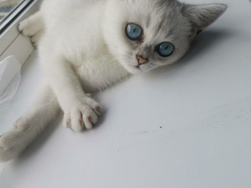 Кошка ищет друга