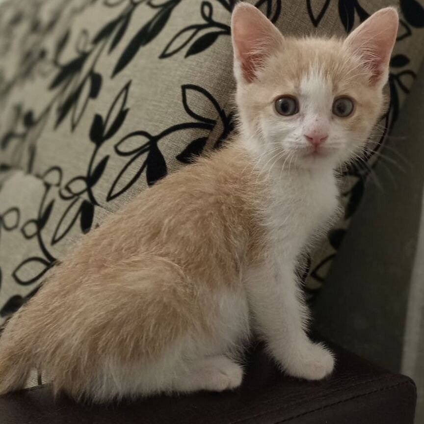 Рыжий котенок мальчик