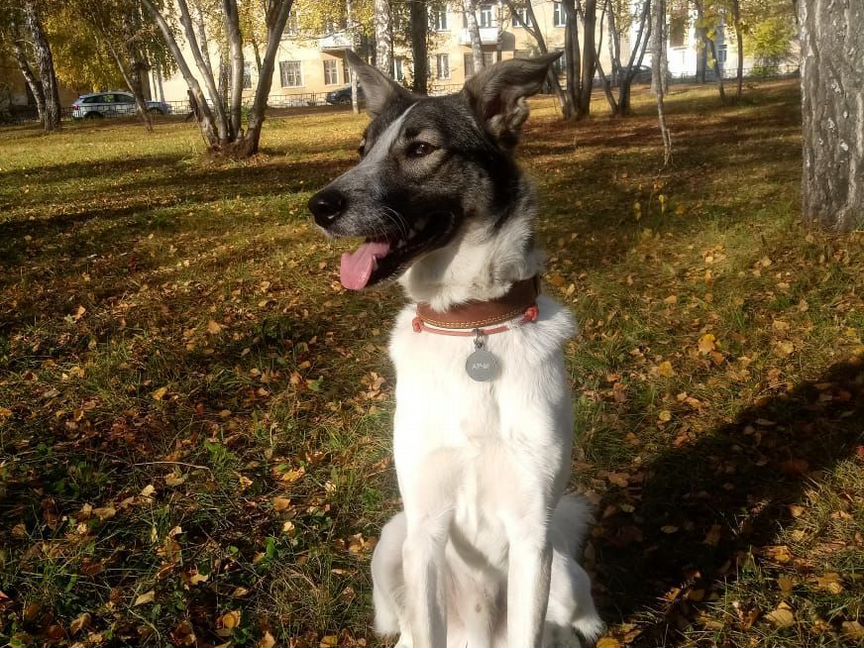 Собака в добрые руки