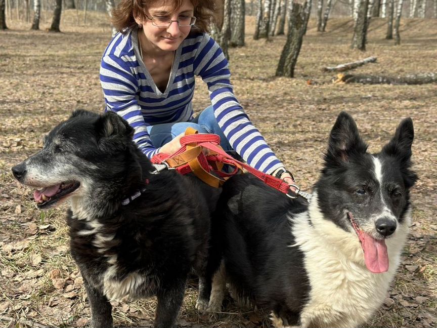 У старушек умерла хозяйка, они в приюте