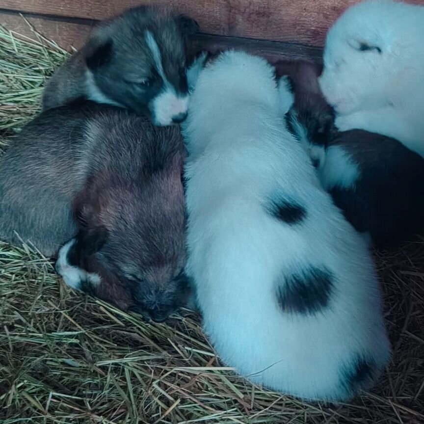 Лайка, щенок