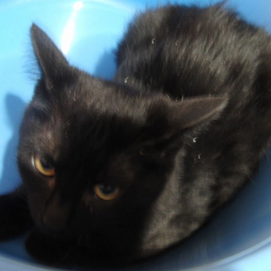 Дети кота Бегемота