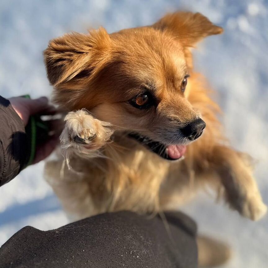 Немецкий шпиц, щенок