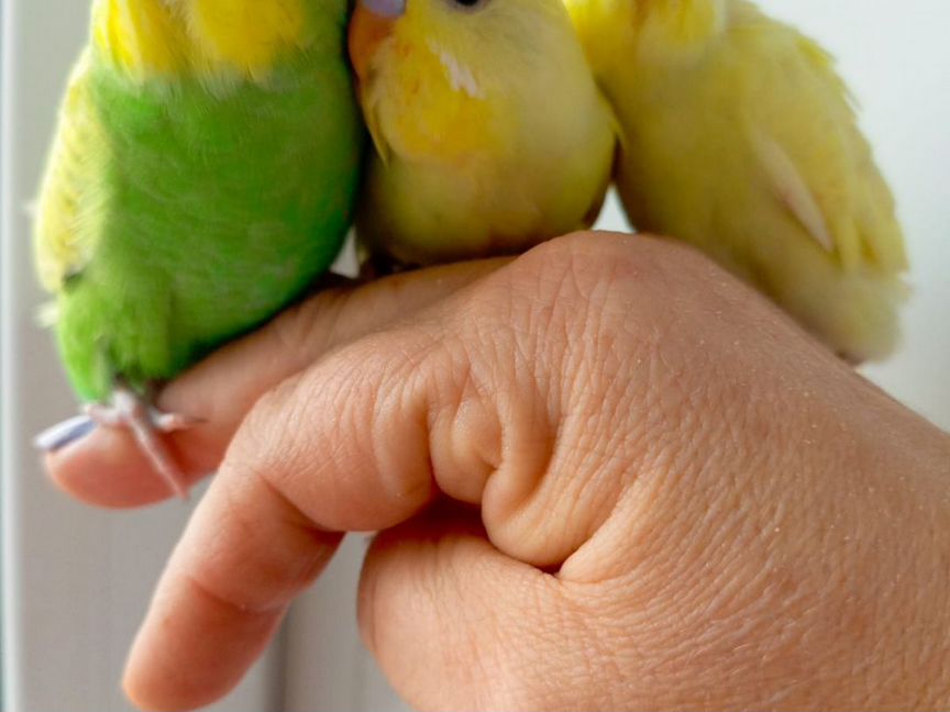 Ручные малыши получехи