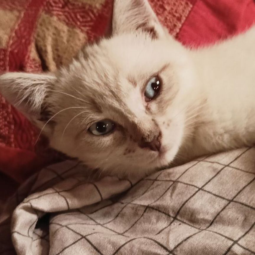 Котенок девочка