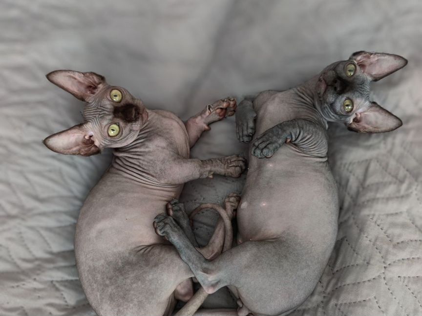 Канадский сфинкс бамбино