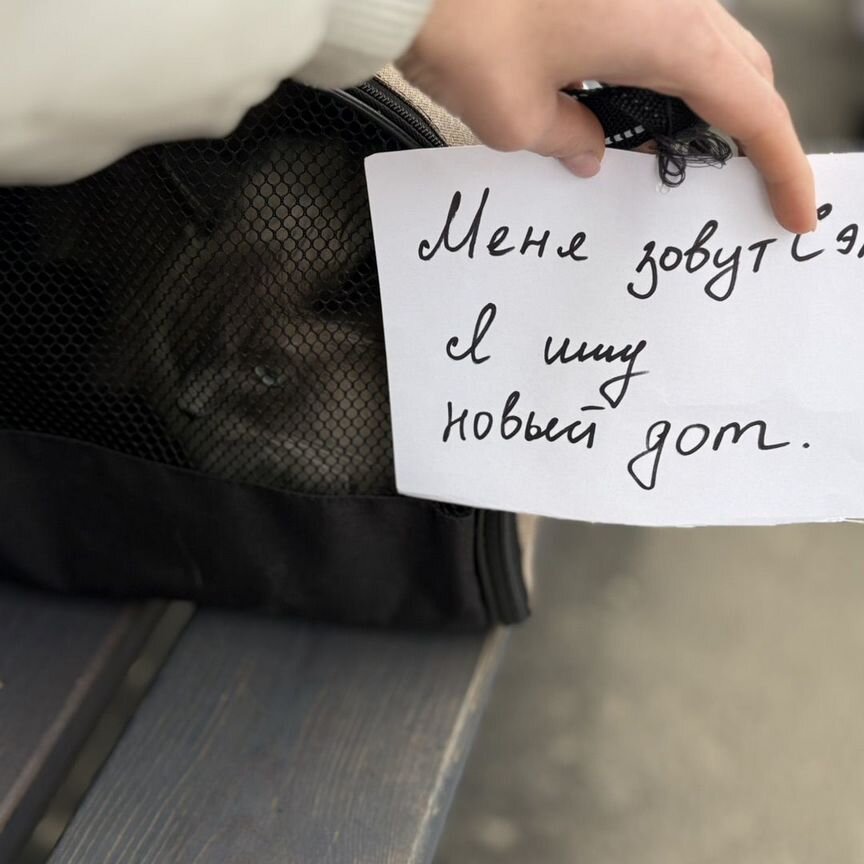 Породистый кот в добрые руки