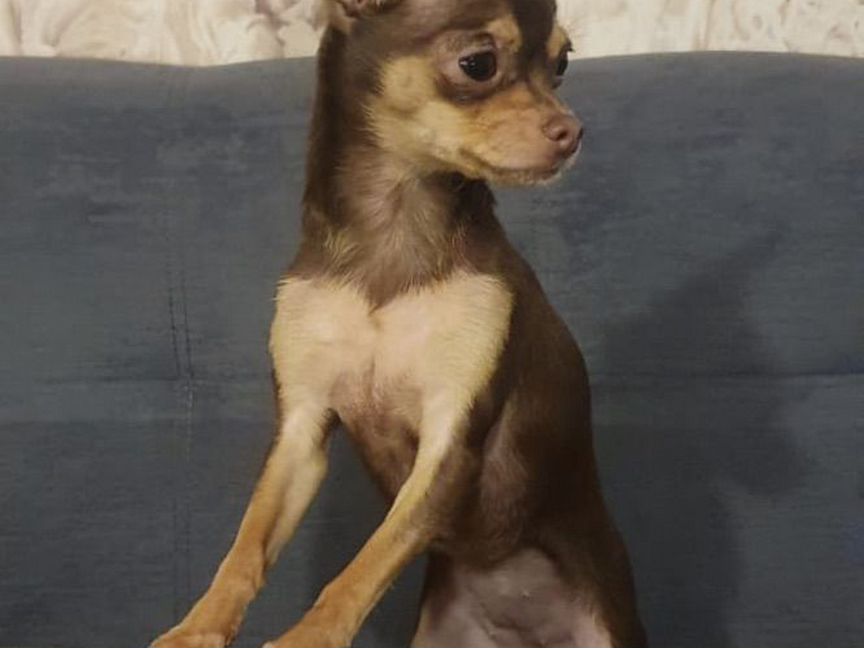 Потерялась собака