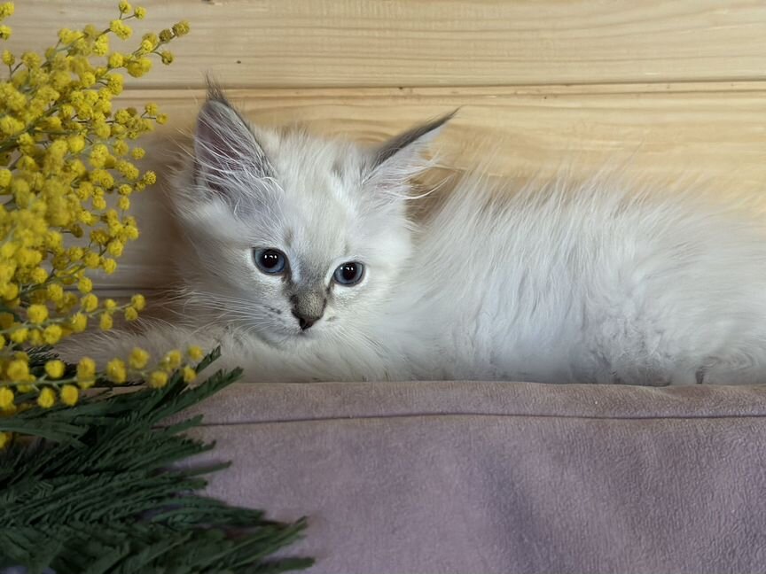 Невская маскарадная котята из питомника