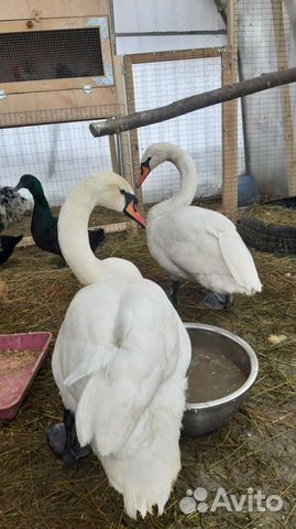 Лебедь шипун