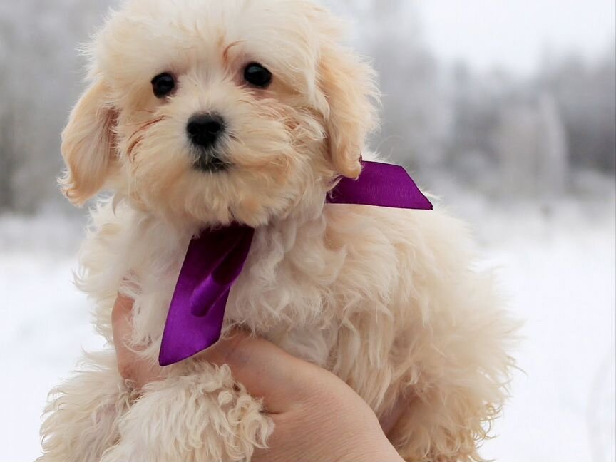 Мальтипу f1 девочка