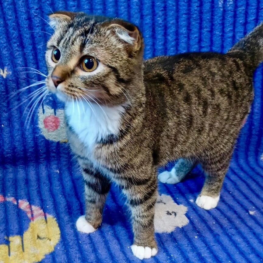 Вислоухая юная кошечка в добрые руки