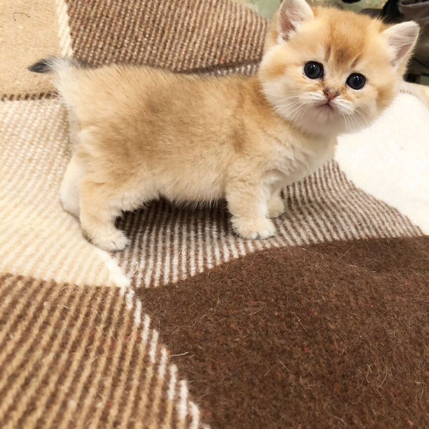 Британец золото