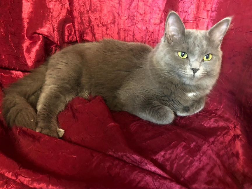 Кошка в добрые руки