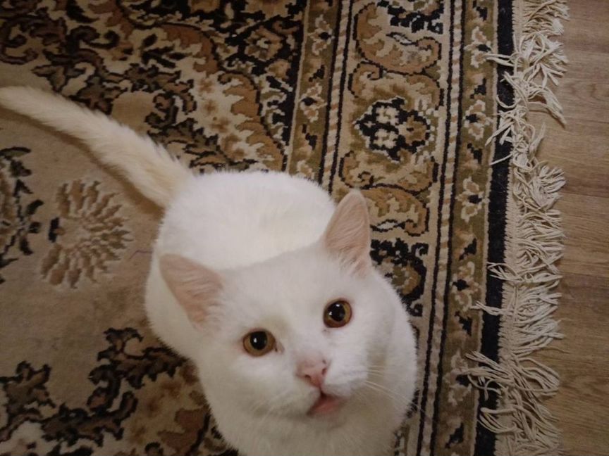 Белый кот в добрые руки