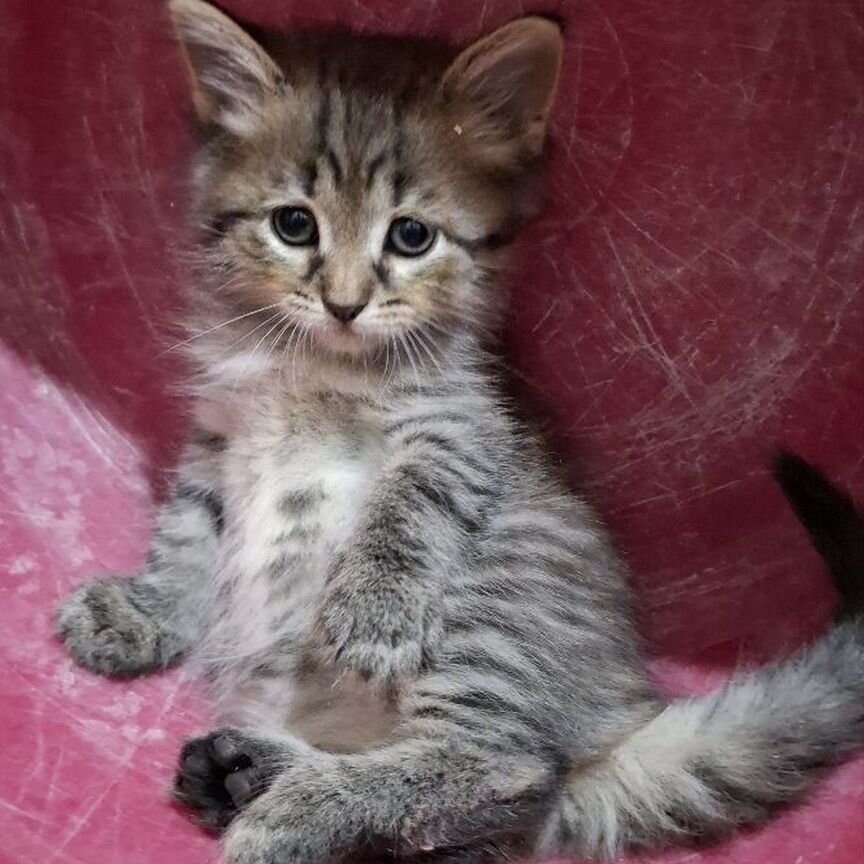 Котики бесплатно в добрые руки