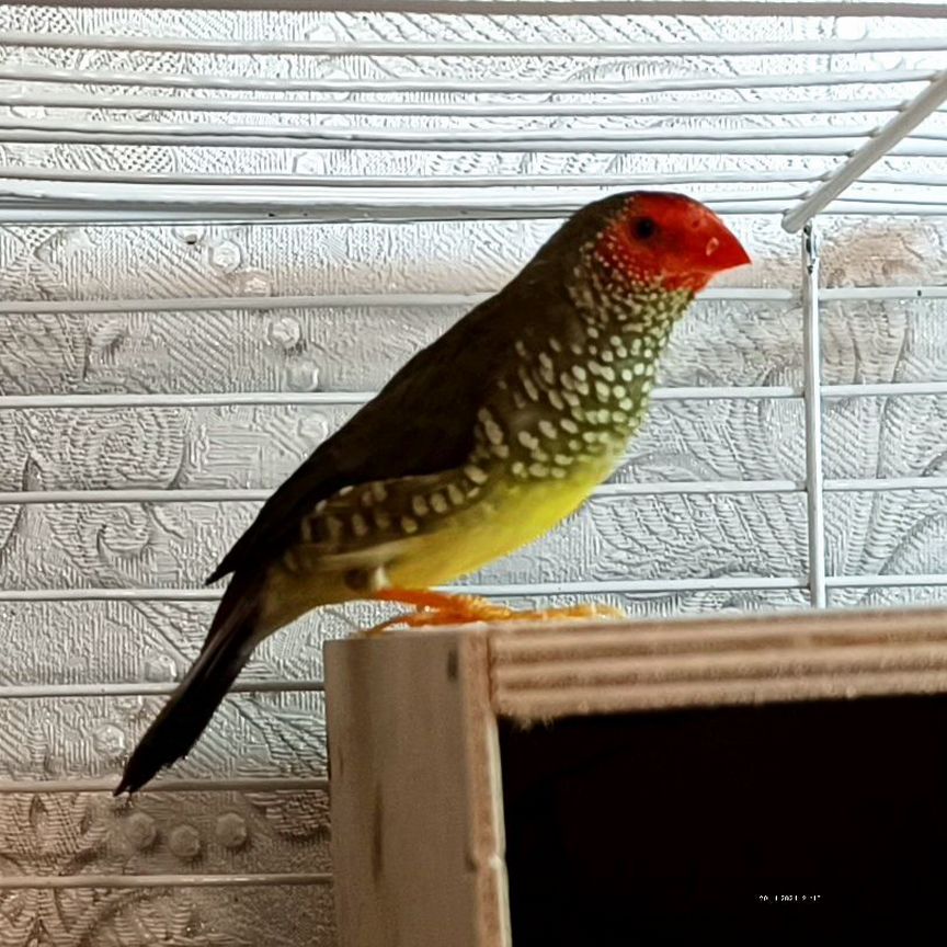 Тростниковые Астрильды пара