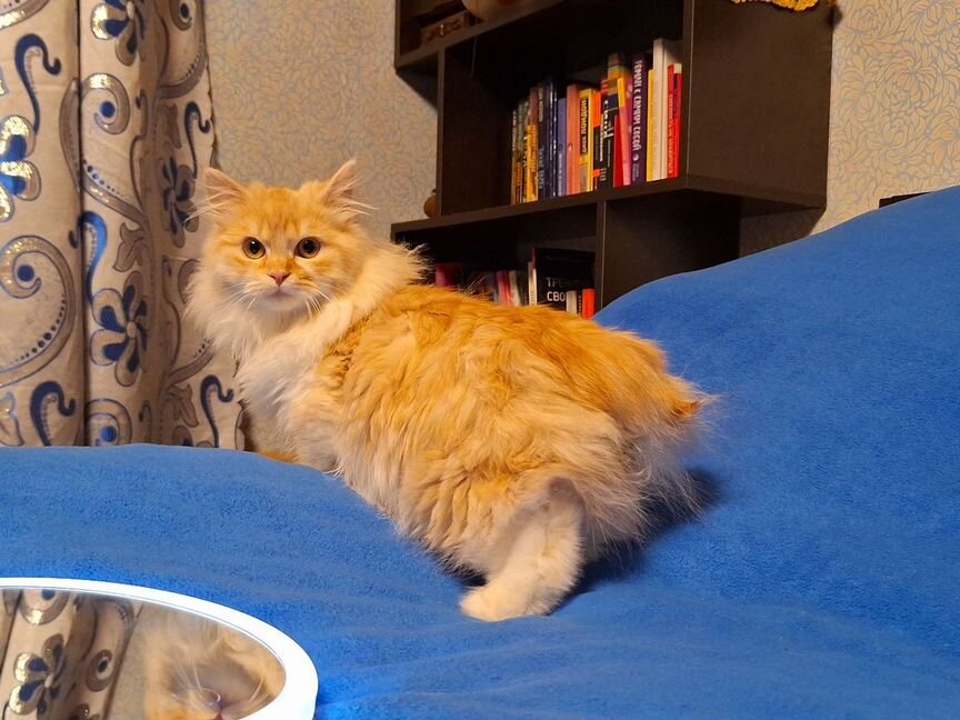 Манчкин