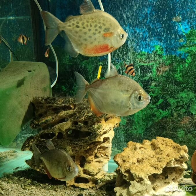 Рыба доллар. Метиннис