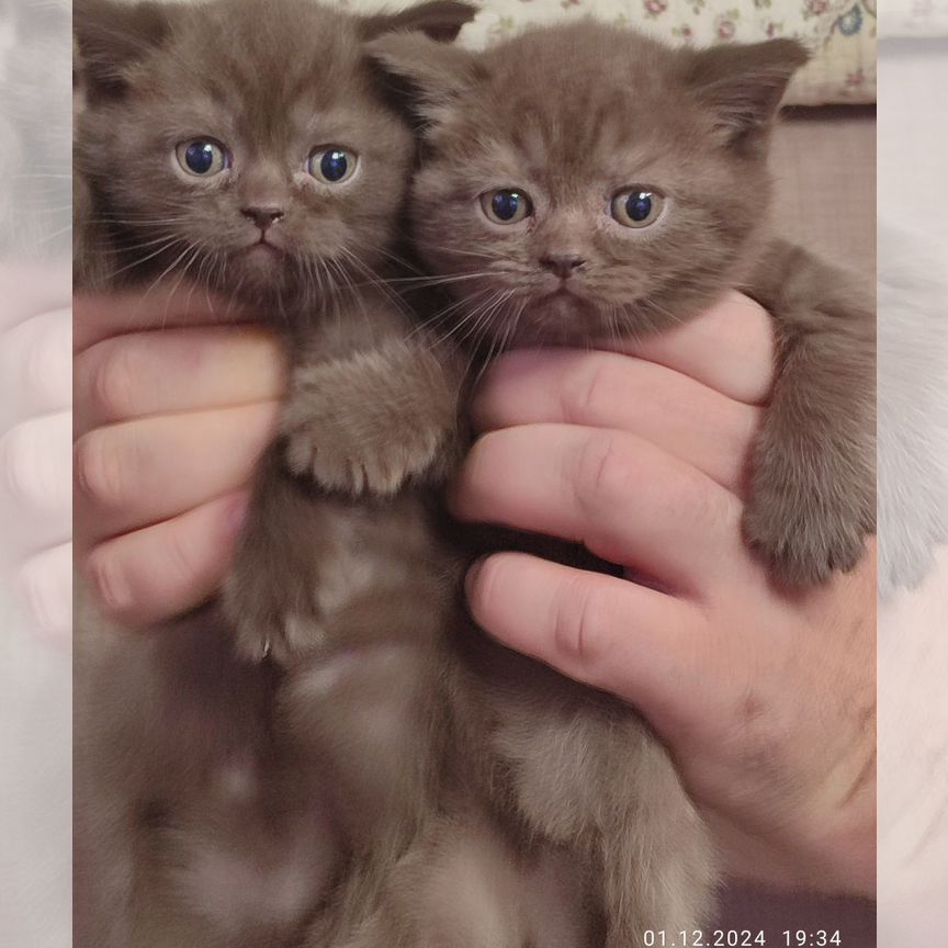 Шотландские шоколадные котята