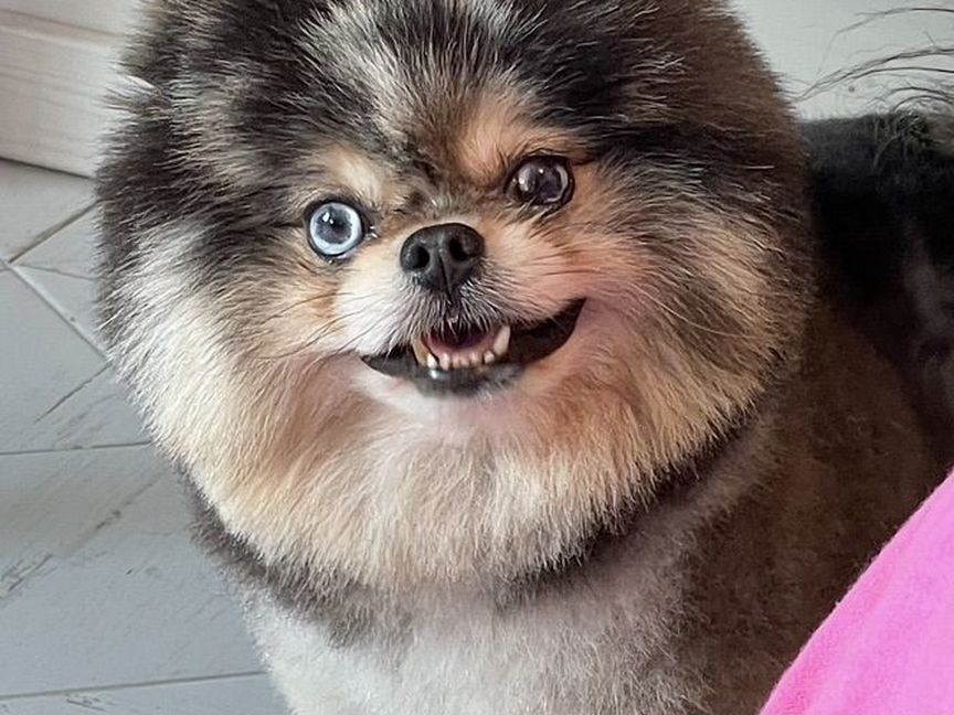 Щенки шпица голубоглазые, мерле. На фото папа